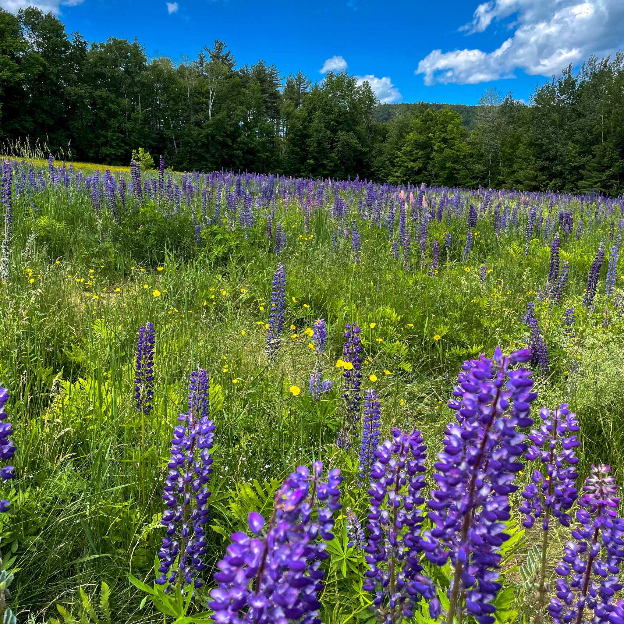 NORTH COUNTRY TRAVEL GUIDE | NEW HAMPSHIRE